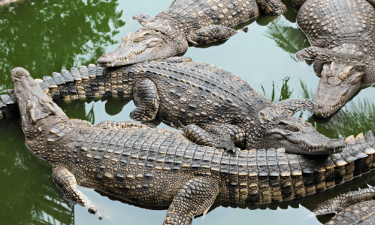 Massive 'swamp king' prehistoric crocodile identified in Australia ...