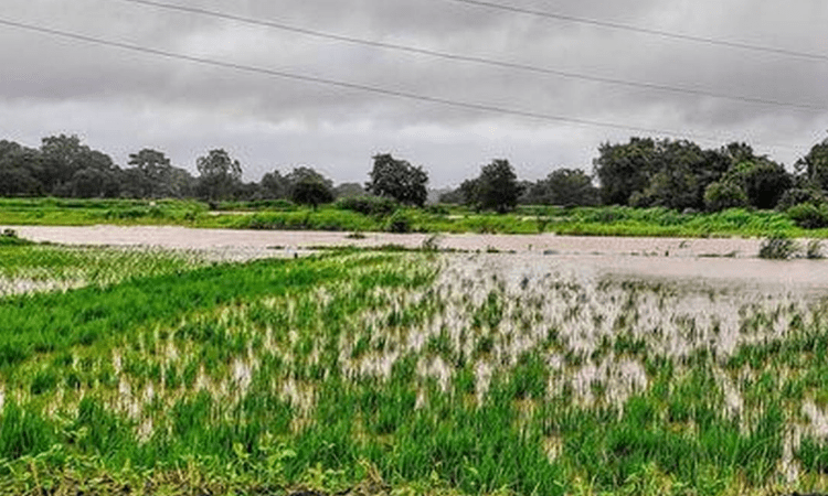 Crops spread over 8 lakh hectares damaged in flood-hit Andhra - Telugu ...
