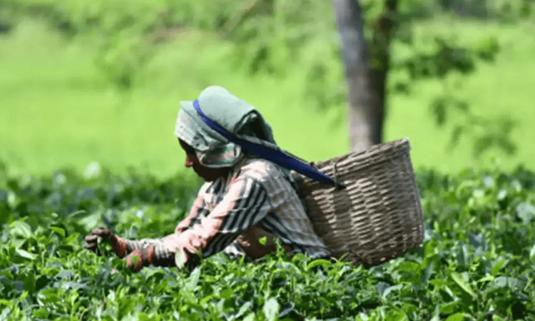 'Indo-Bangla protocol route can help Assam become tea export hub ...
