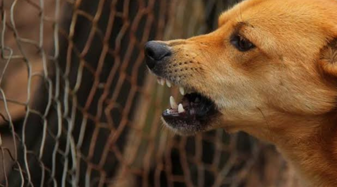 A rabies-infected girl attacks 40 people in a community