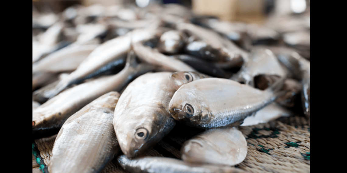 Andhra Pradesh Generates 5 Million Metric Tons of Fish